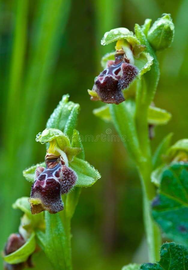 Wild Orchid flower stock photo. Image of kotschyi, blossom - 30440404