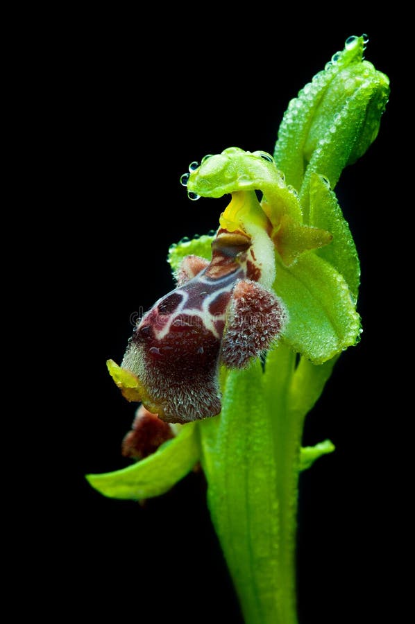 Ophrys Kotschyi Orchid Flower Stock Photo - Image of raindrops, plant ...