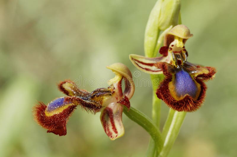 Ophrys speculum stock photo. Image of ophrys, closeup - 20721014
