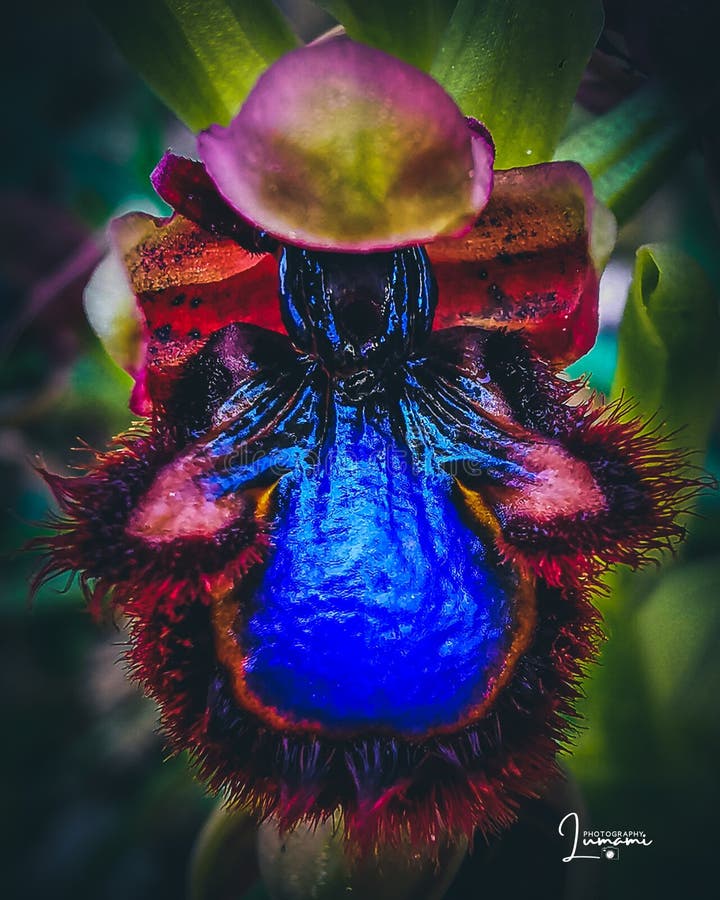 Ophrys Speculum Mirror Orchid Stock Image - Image of mirror, flower ...