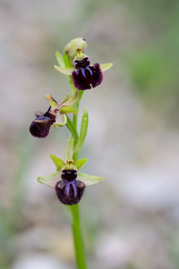 Ophrys Sphegodes is a Species of the Genus Ophrys. they are Orchids of ...