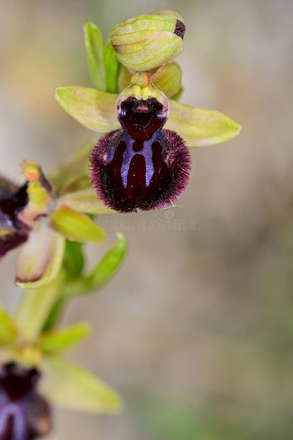 Ophrys Sphegodes is a Species of the Genus Ophrys. they are Orchids of ...