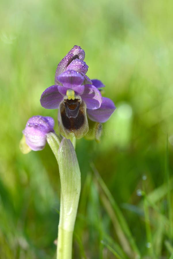 Ophrys Tenthredinifera Bee Stock Photos - Free & Royalty-Free Stock ...