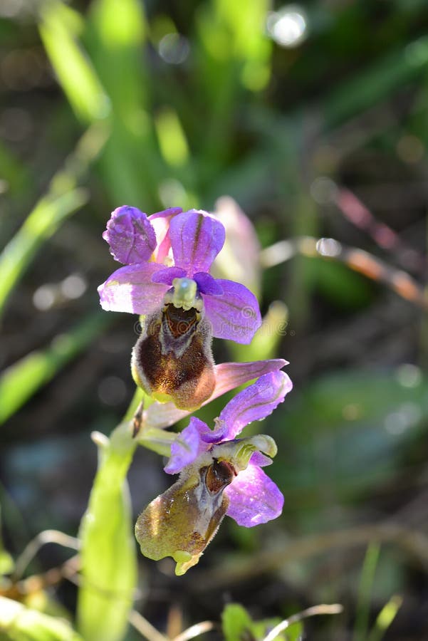 Ophrys Tenthredinifera or Bee Flower Orchid Stock Image - Image of ...