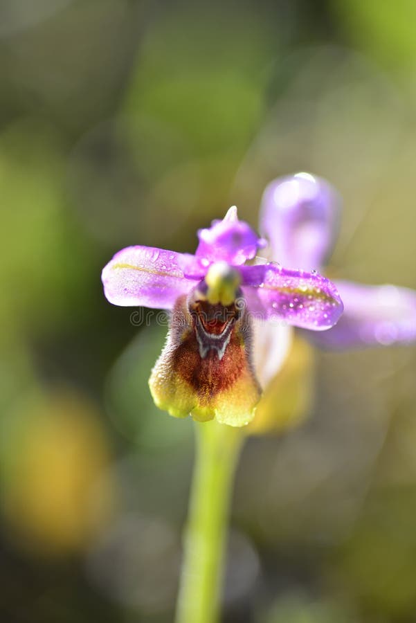 Ophrys Tenthredinifera or Bee Flower Orchid Stock Image - Image of ...