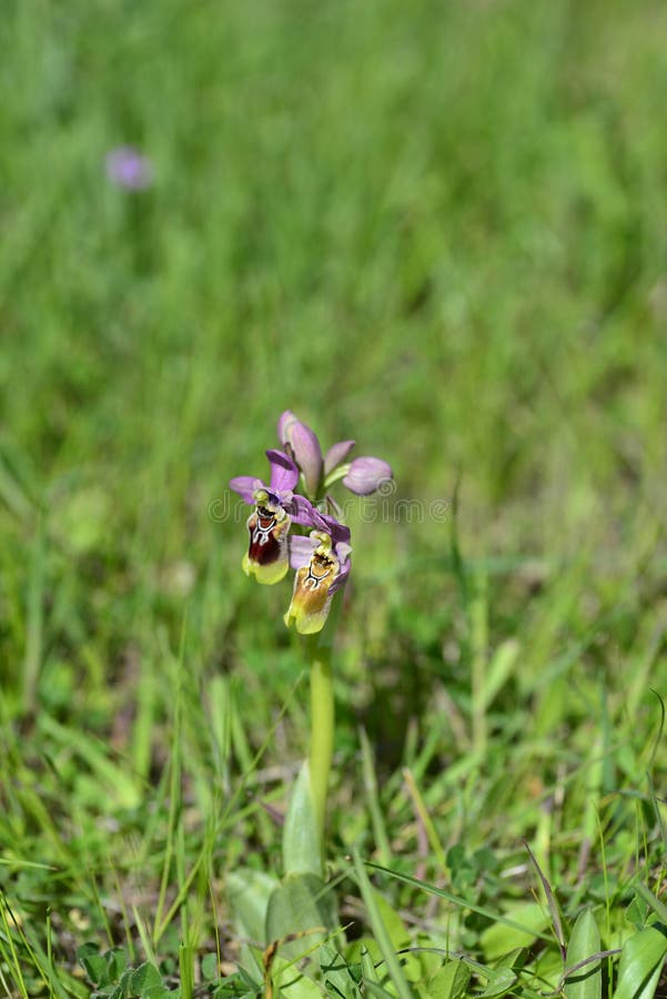 Ophrys Tenthredinifera or Bee Flower Orchid Stock Photo - Image of ...