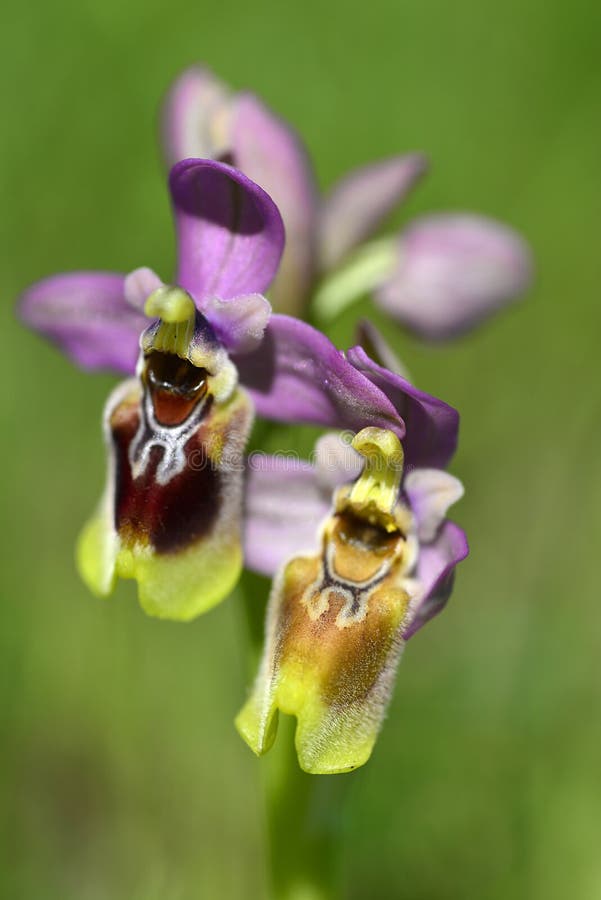 Ophrys Tenthredinifera or Bee Flower Orchid Stock Image - Image of ...