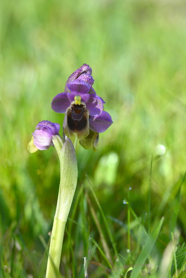 Ophrys Tenthredinifera or Bee Flower Orchid Stock Photo - Image of ...