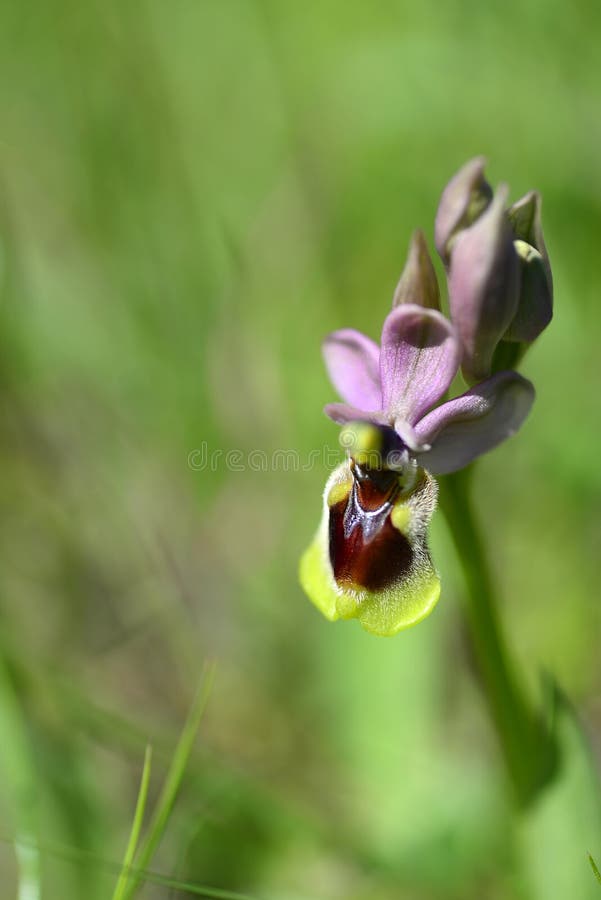 Ophrys Tenthredinifera or Bee Flower Orchid Stock Image - Image of ...