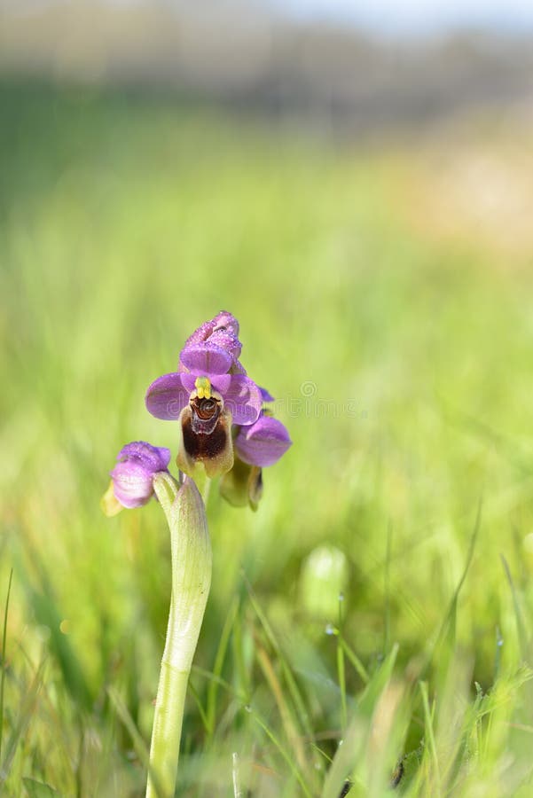 Ophrys Tenthredinifera or Bee Flower Orchid Stock Photo - Image of ...