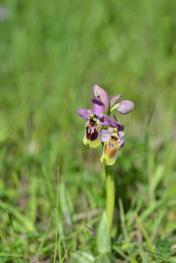 Ophrys Tenthredinifera or Bee Flower Orchid Stock Image - Image of ...