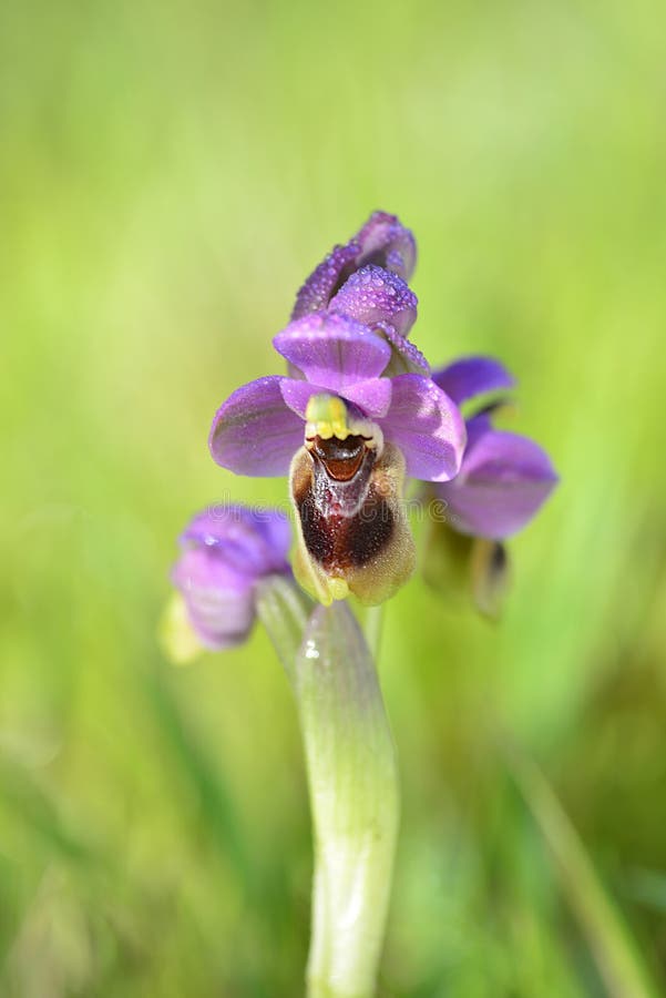 Ophrys Tenthredinifera or Bee Flower Orchid Stock Image - Image of ...