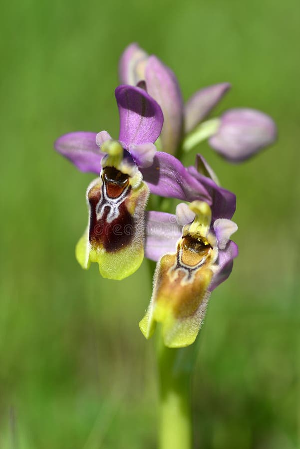 Ophrys Tenthredinifera or Bee Flower Orchid Stock Image - Image of ...