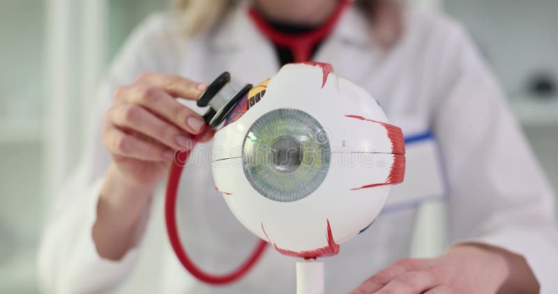 Ophthalmologist Diagnosing Anatomical Model of Eye in Clinic Stock ...