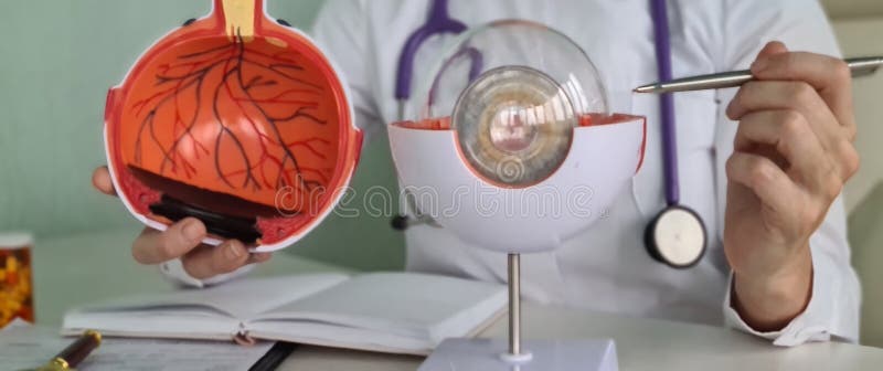 Ophthalmologist Holds Anatomical Model of Human Eye and Pen in Hands ...