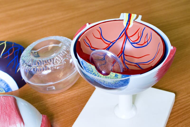Ophthalmology Oculus Sample Closeup Stock Photo - Image of ...