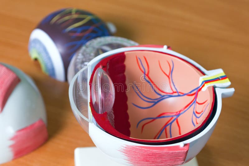 Ophthalmology Oculus Sample Closeup Stock Photo - Image of healthcare ...