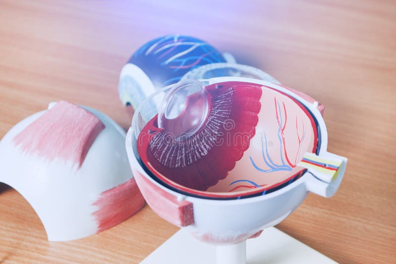 Ophthalmology Oculus Sample Closeup Stock Image - Image of oculos, iris ...