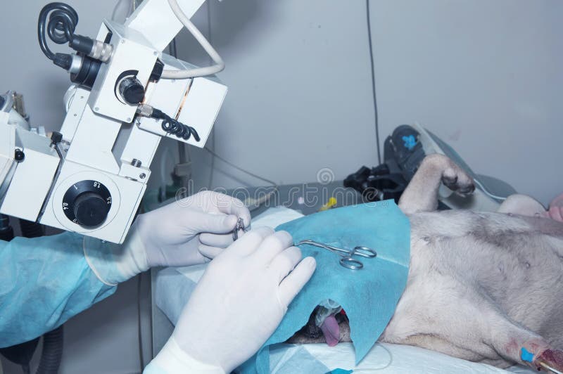 Ophthalmology Operation. Surgeon Looking into the Microscope at the Eye ...