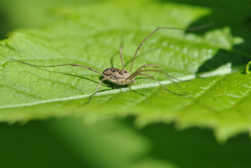 Opilio Parietinus Harvestman Insect on a Green Leaf Stock Image - Image ...