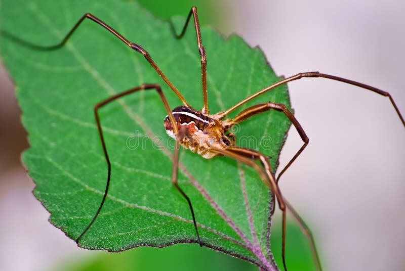 Opiliones fotografia stock. Immagine di colori, aracnide - 62678902