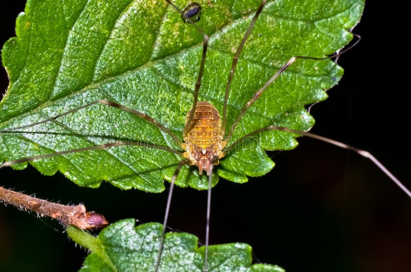 Opiliones stock image. Image of hunting, closeup, detail - 21141831