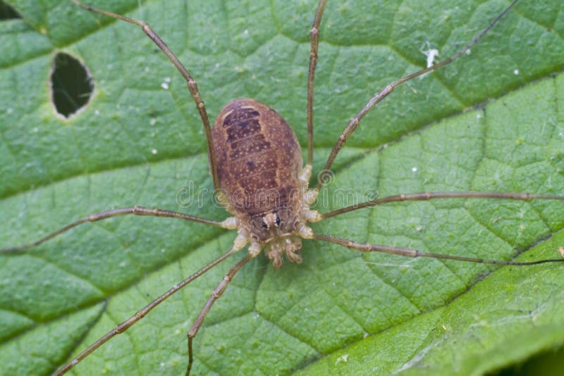 Opiliones stock image. Image of hunting, closeup, detail - 21141831