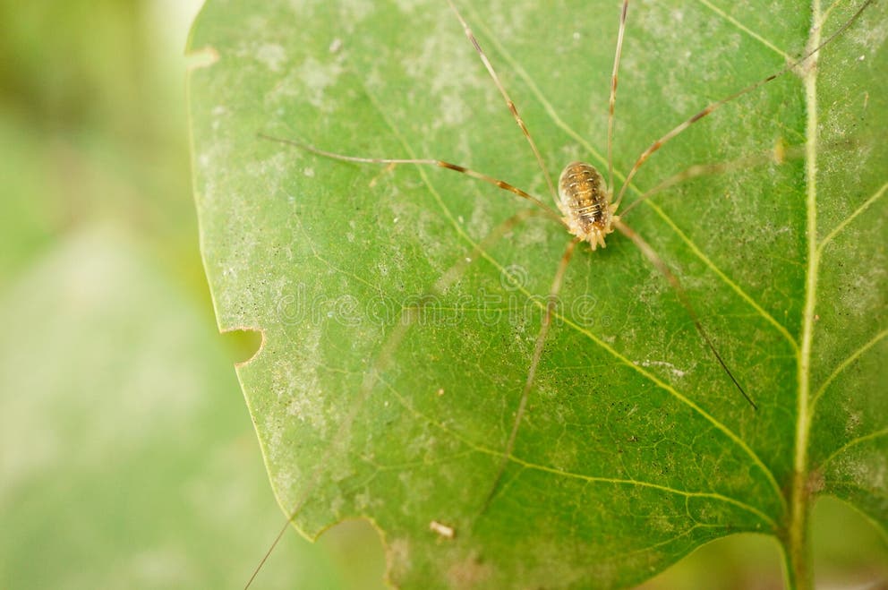 Opiliones on leaf stock photo. Image of natural, macro - 36698298