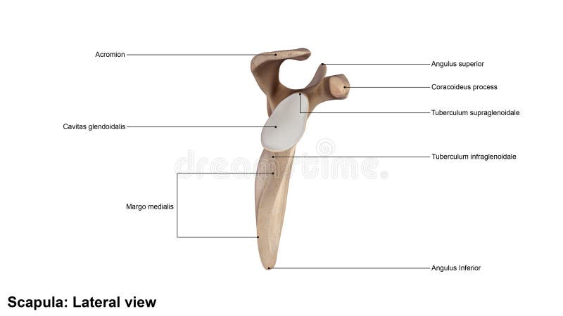 Opinião Da Lateral Da Omoplata Foto de Stock - Imagem de lateral, colar ...