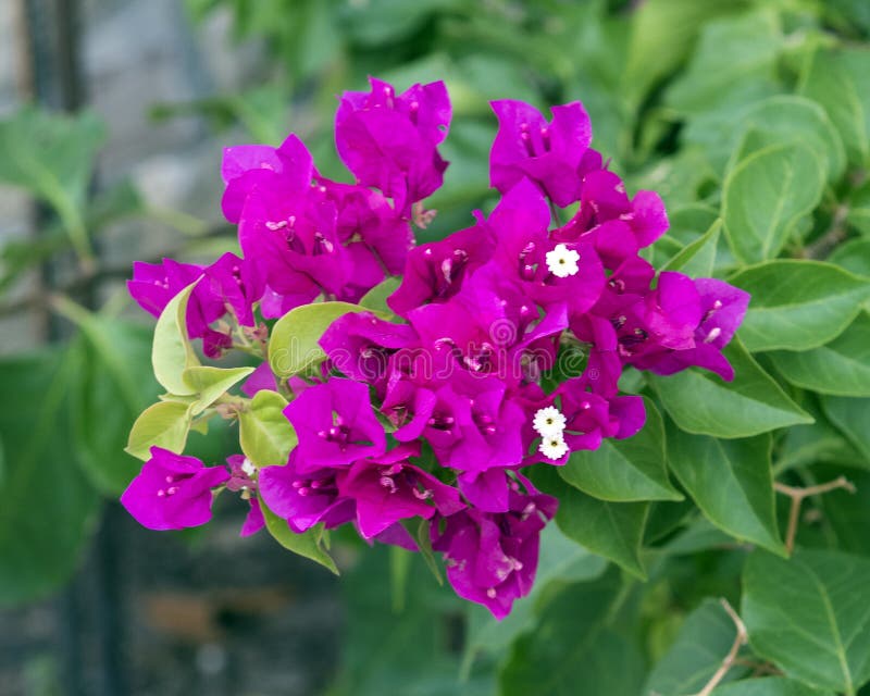 Planta Roxa Do Pallida Do Tradescantia Da Rainha Imagem de Stock ...