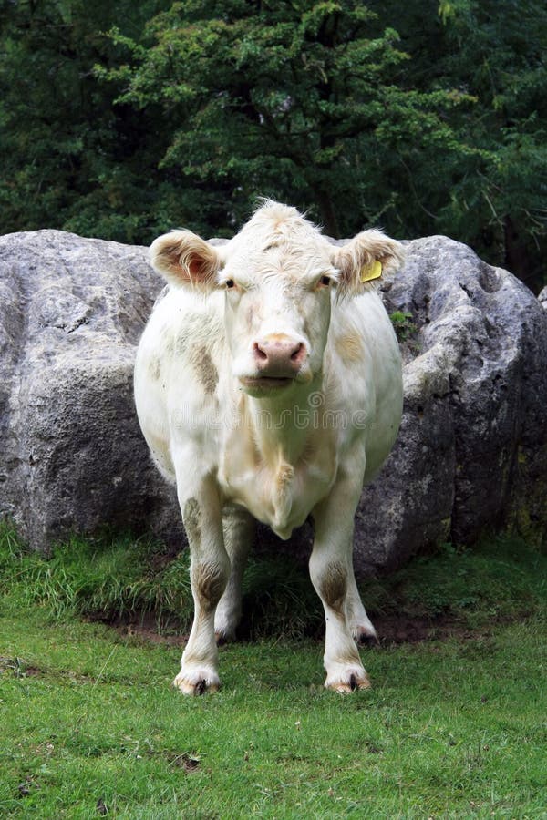 Retrato Da Vaca Do Charol?s Na Paisagem Foto de Stock - Imagem de ...