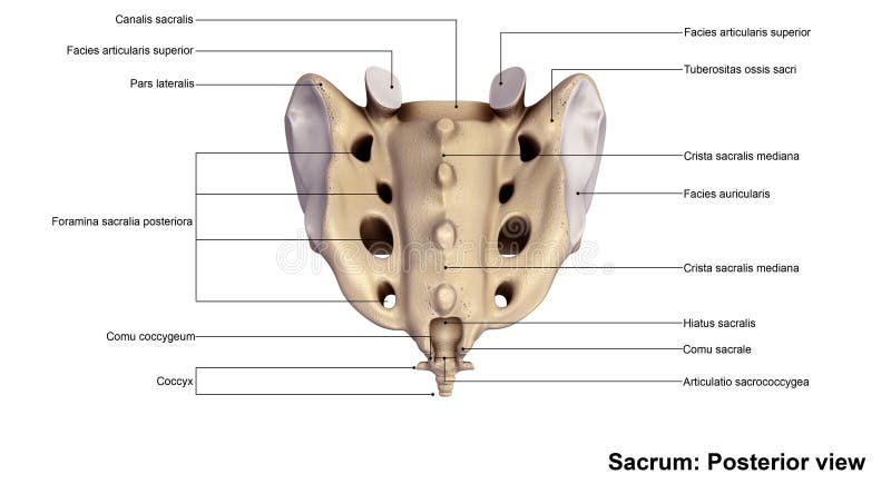 Opinião Do Traseiro Do Sacro Ilustração Stock - Ilustração de osso ...