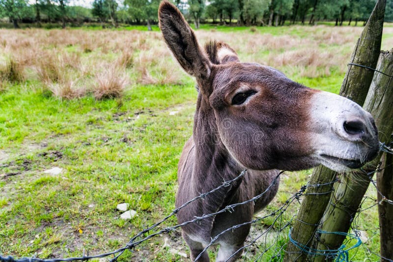 Sonrisa De Un Burro Fotos De Stock - Descarga 232 Fotos Libres de Derechos