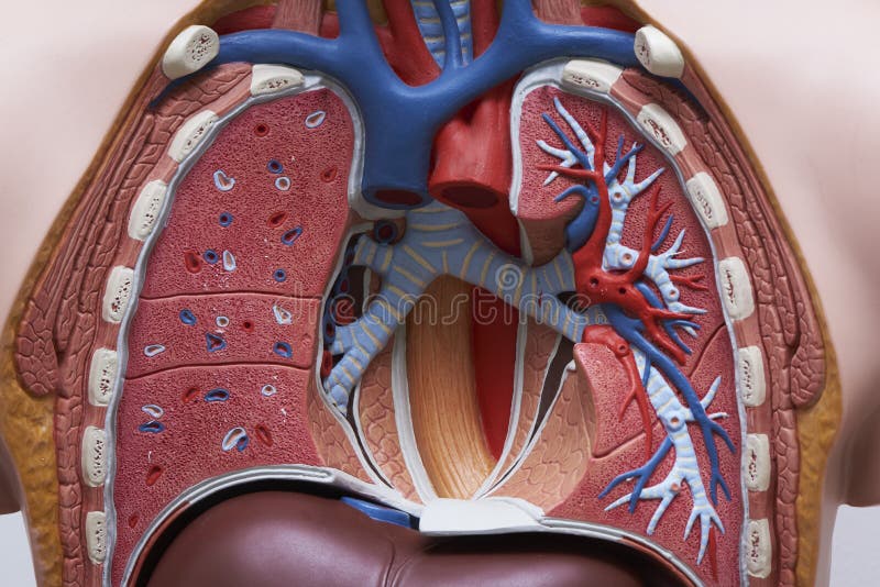 Opinión Del Primer Del Modelo Humano Del Pecho Foto de archivo - Imagen ...