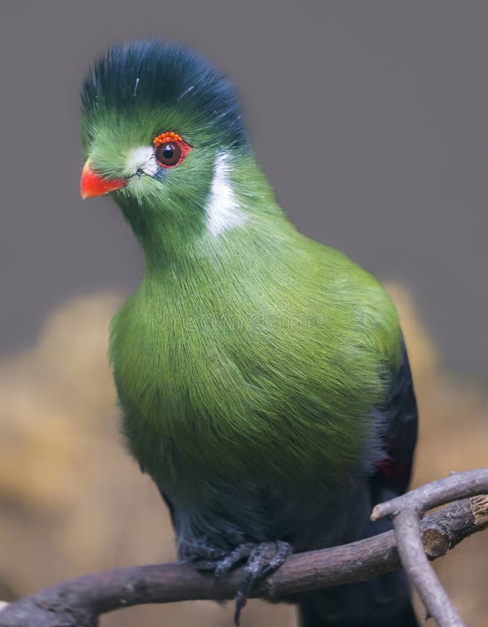 536 Turaco Fotos - Libres de Derechos y Gratuitas de Dreamstime