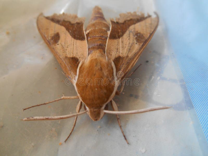 Polilla Grande Fotos De Stock - Download 5,315 Fotos Libres de Derechos