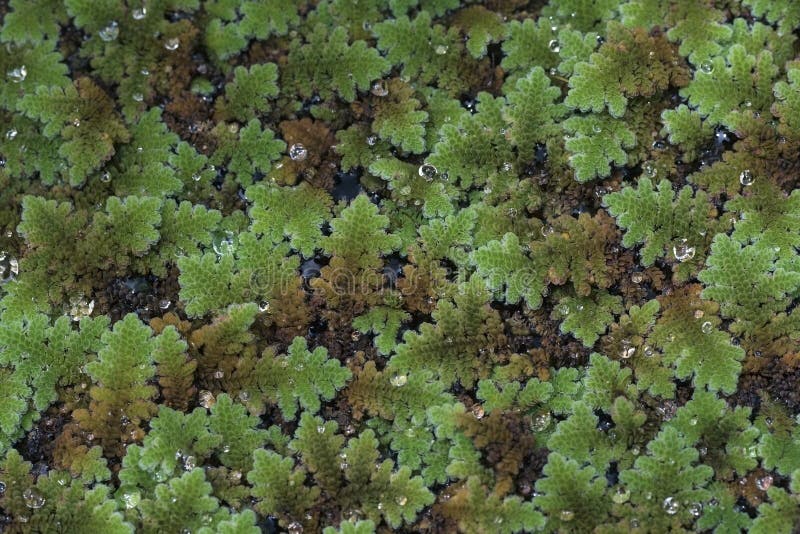 Closeup Azolla Caroliniana O Mosquito Helecho Agua Helecho. Es Una ...