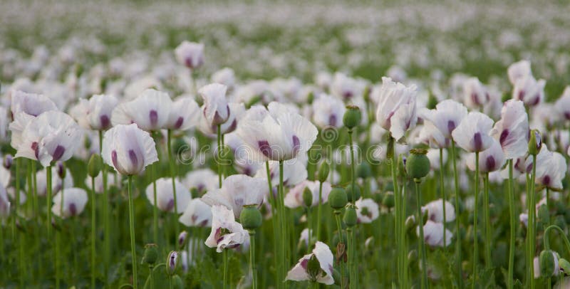 Opio imagen de archivo. Imagen de rosa, agricultura, planta - 36105643