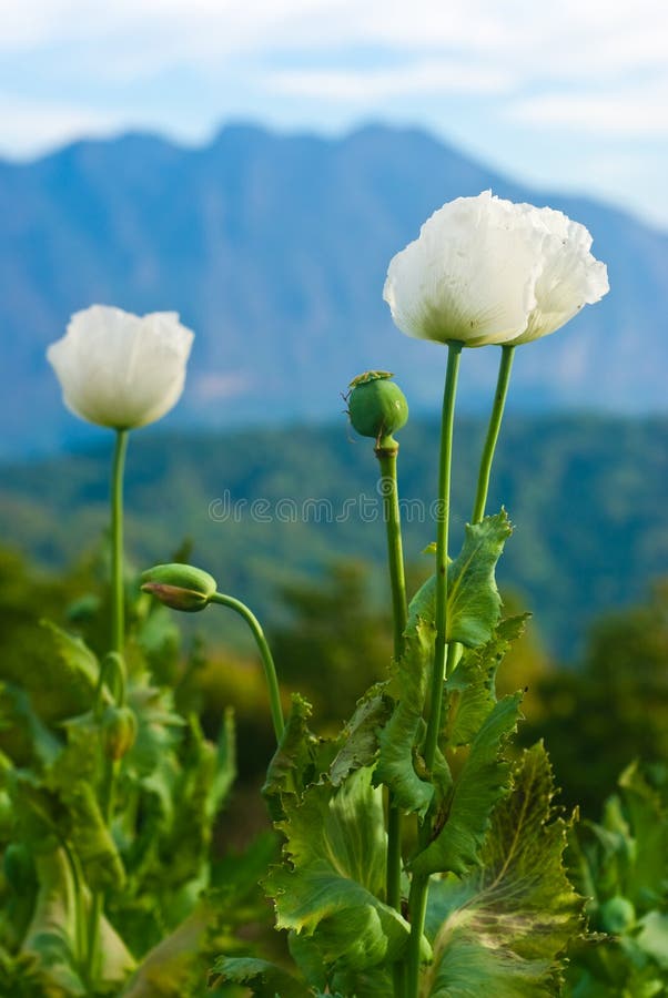 Opio de la flor foto de archivo. Imagen de ambiente, amapola - 17654410