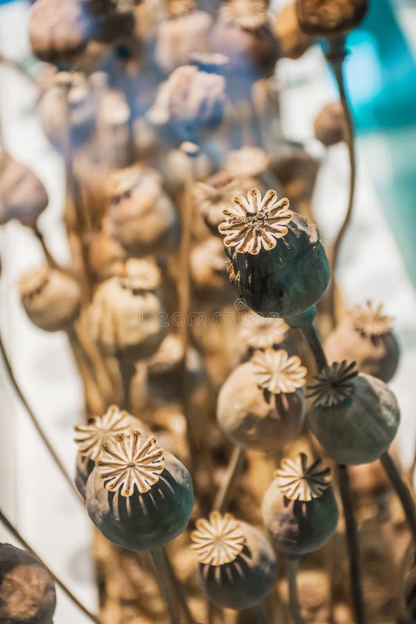 Opio seco del primer imagen de archivo. Imagen de cuidado - 66780969