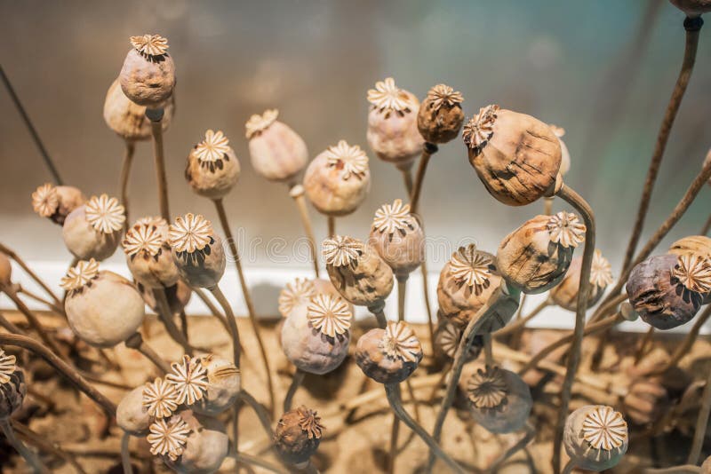 Opio seco del primer imagen de archivo. Imagen de medicina - 66780979