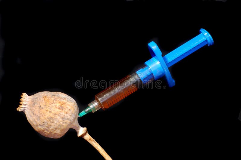 Opium stock image. Image of nature, forbidden, ripe, head - 16607303