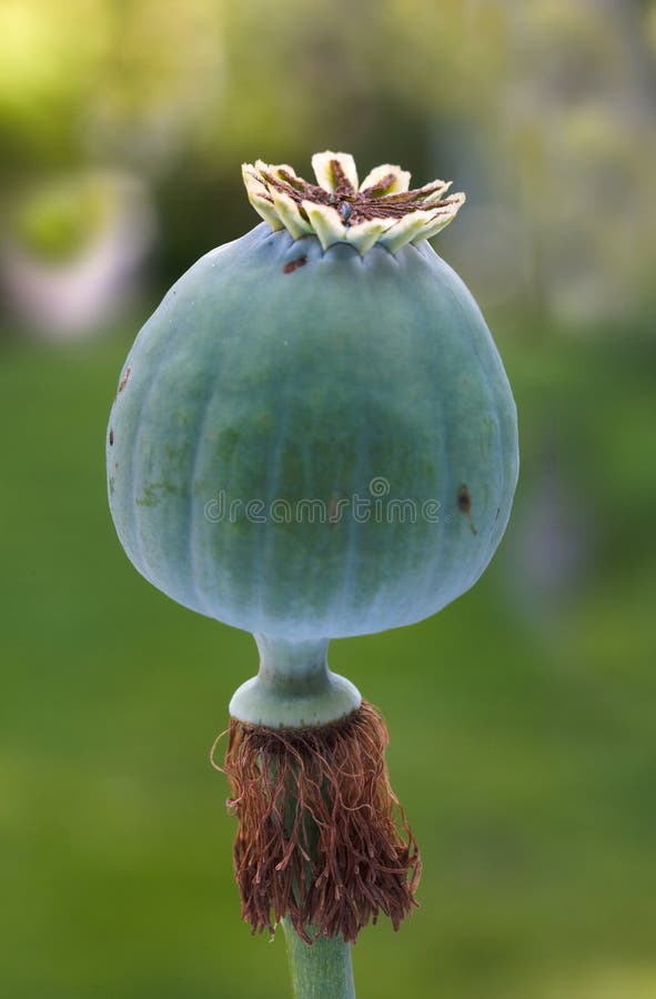 Dry opium plant stock image. Image of detail, opium, herbal - 21354949