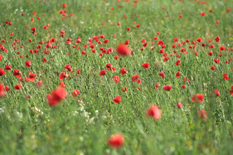 Opium stock photo. Image of angle, capsule, growing, addictive - 3480100