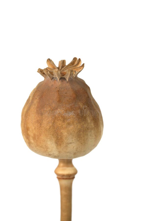 Opium Background Picture. Image: 20171862