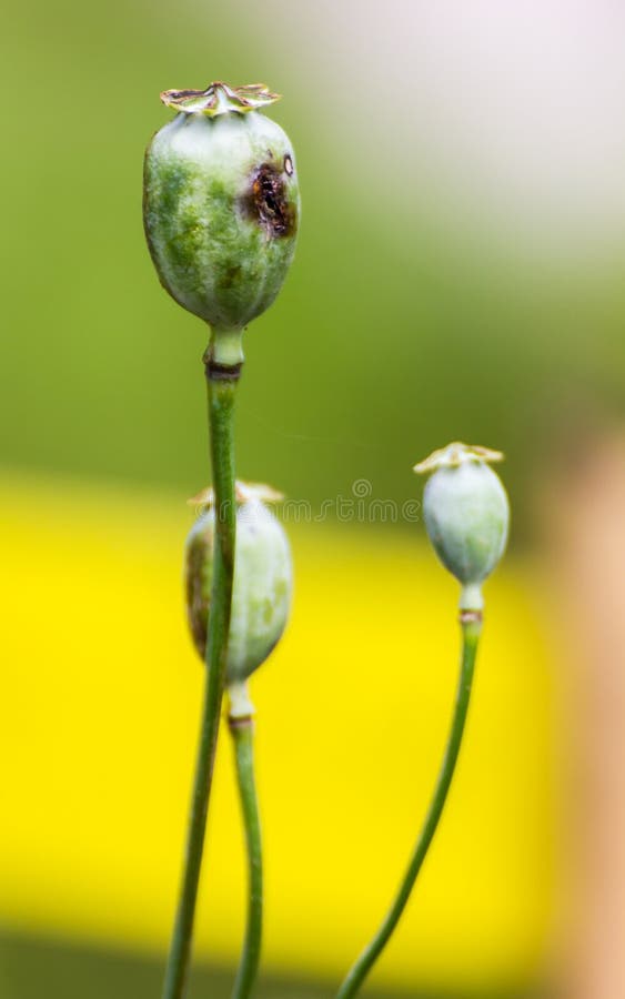 Opium Close-up stock photo. Image of crop, field, addiction - 44241600