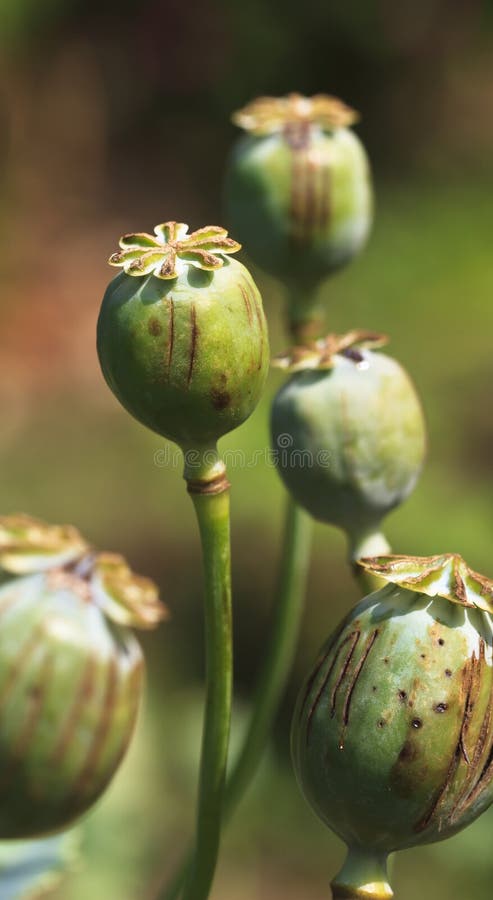 Opium field stock image. Image of medicine, green, narcotic - 34082401