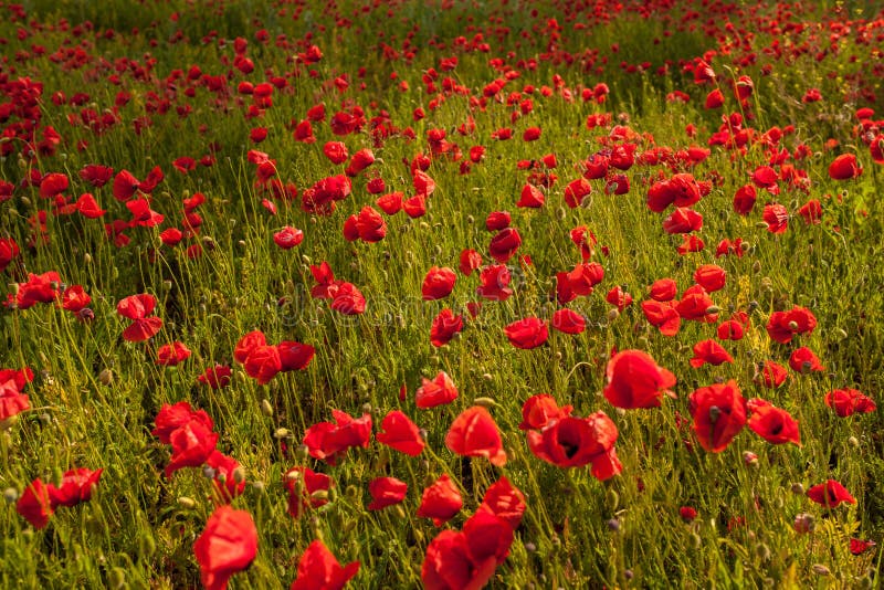 Opium field stock image. Image of plant, herb, life, field - 43039225