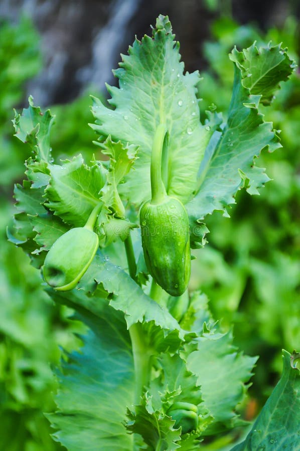 Opium Flower stock photo. Image of water, drug, nature - 27801964
