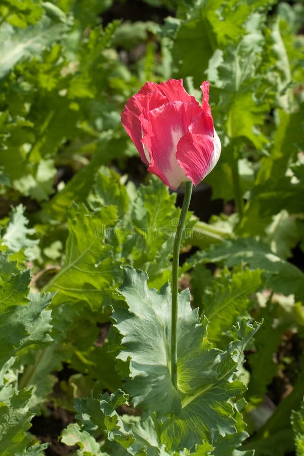 Opium Flower stock photo. Image of water, drug, nature - 27801964
